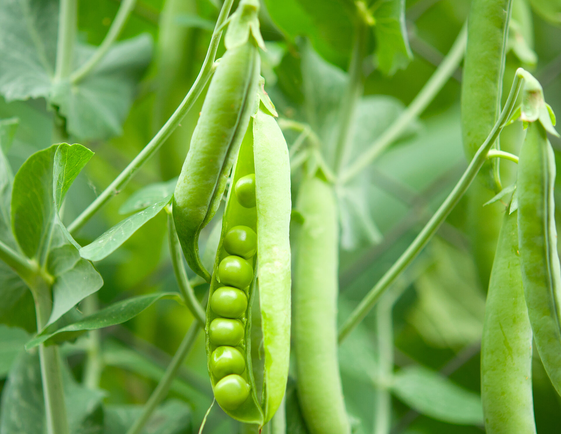 Pea | Koppert Kenya
