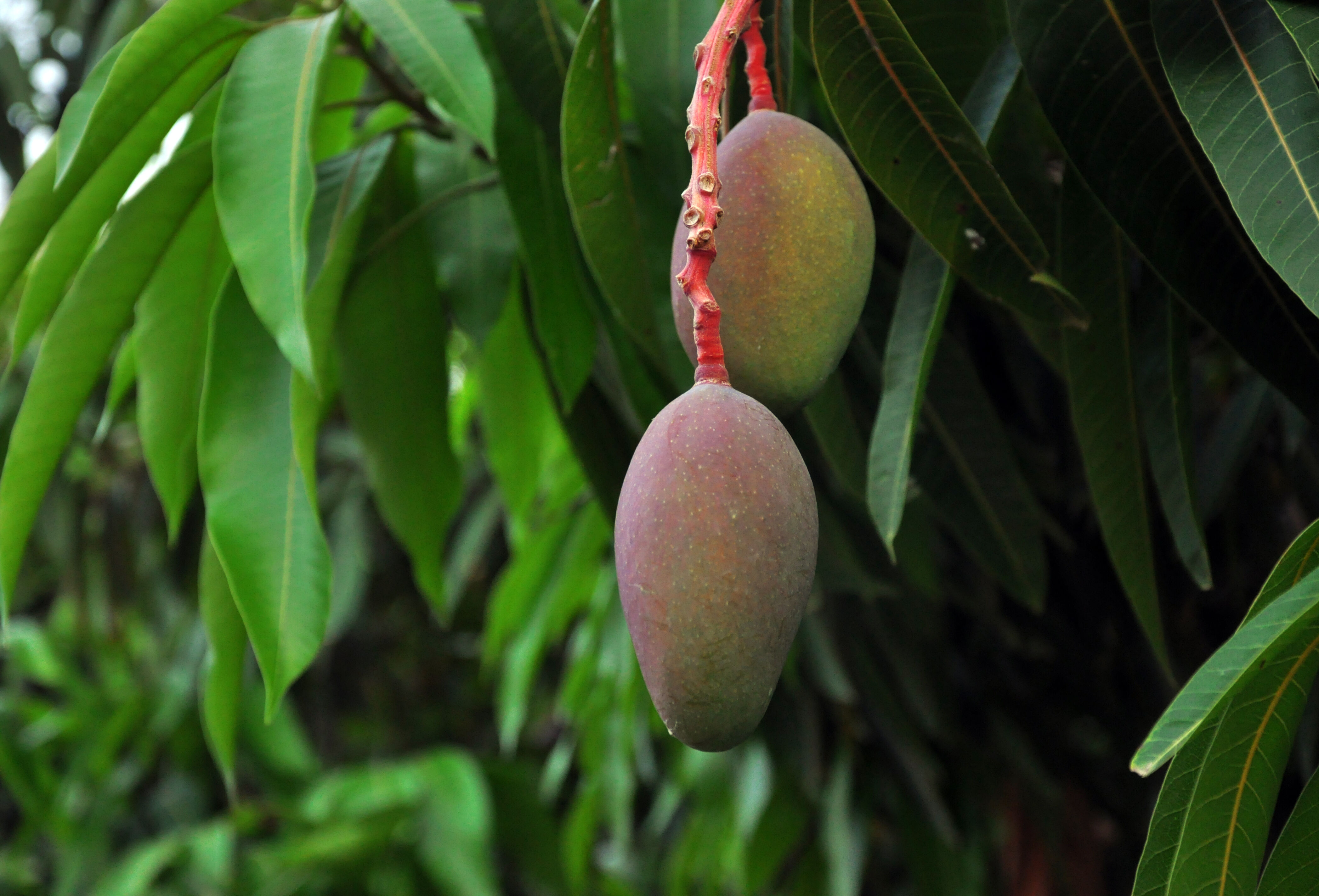 Mango | Koppert Kenya