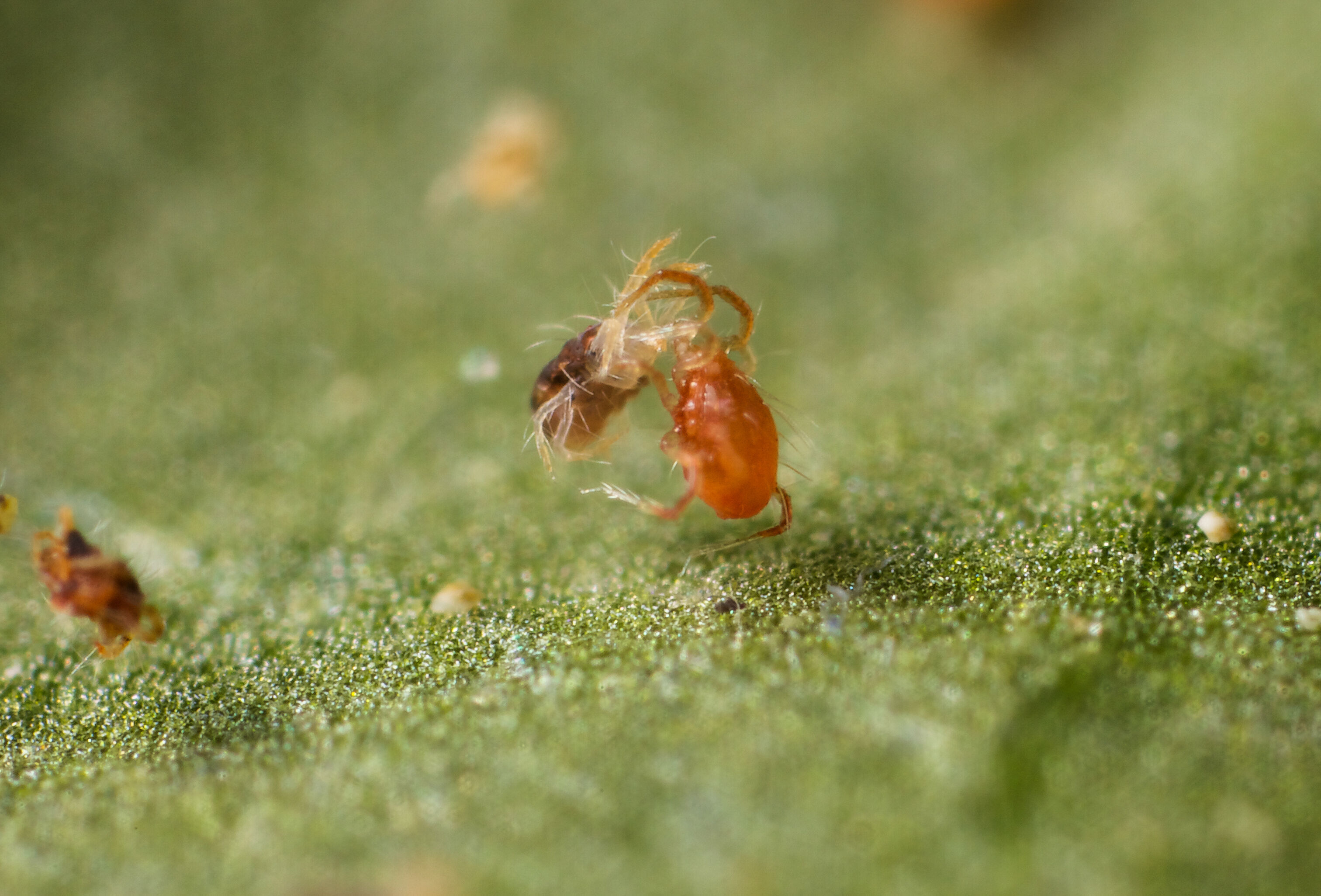 Spidex Vital | Spider Mite Control | Predatory Mites (Phytoseiulus ...