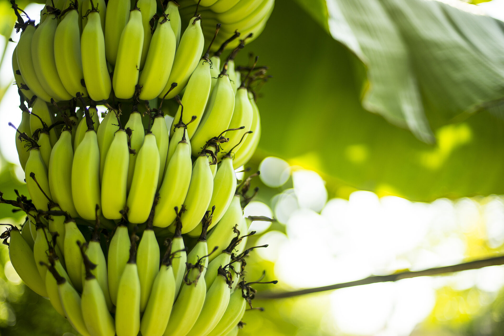 Banana | Koppert Kenya