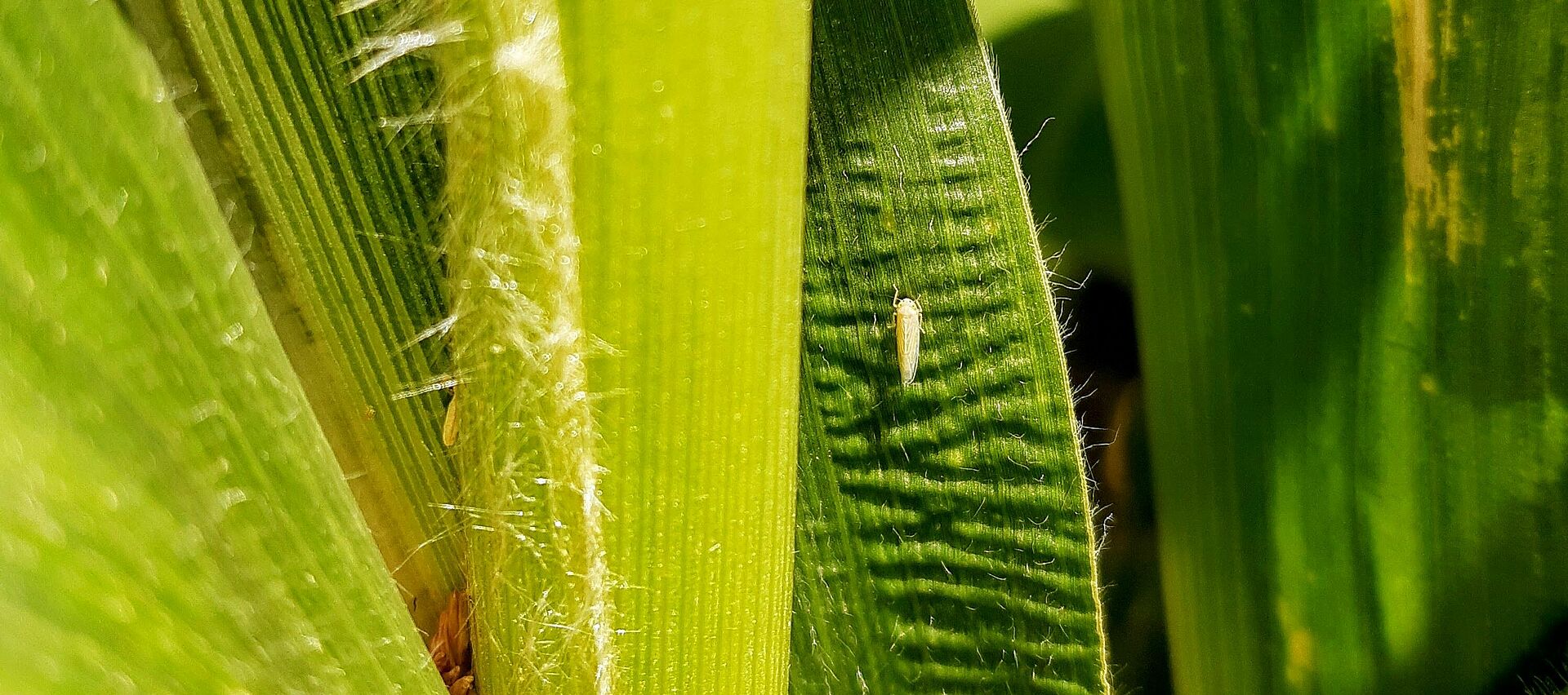 Leafhoppers - Biocontrol, Damage and Life Cycle