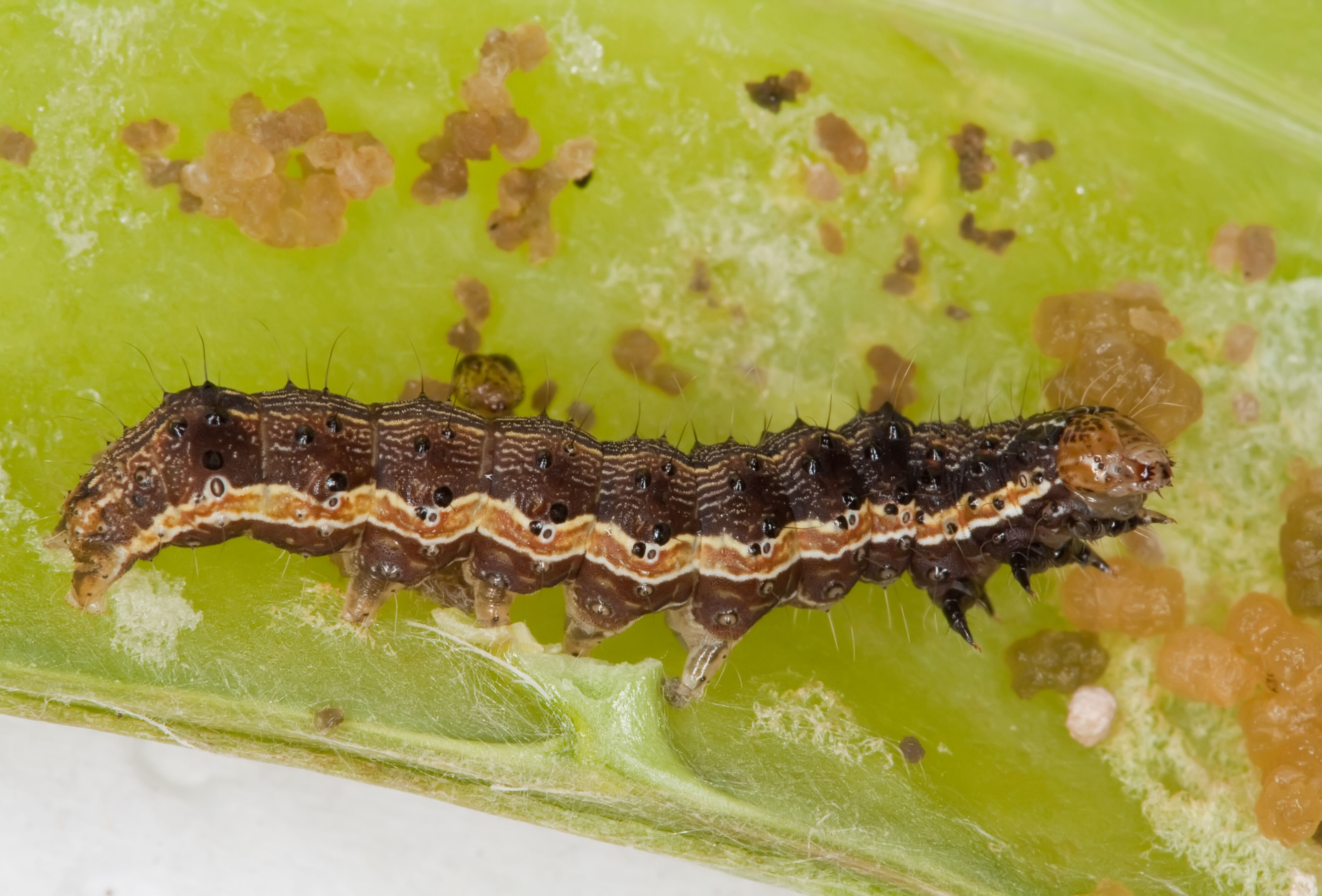 Cotton bollworm - Biocontrol, Damage and Life Cycle
