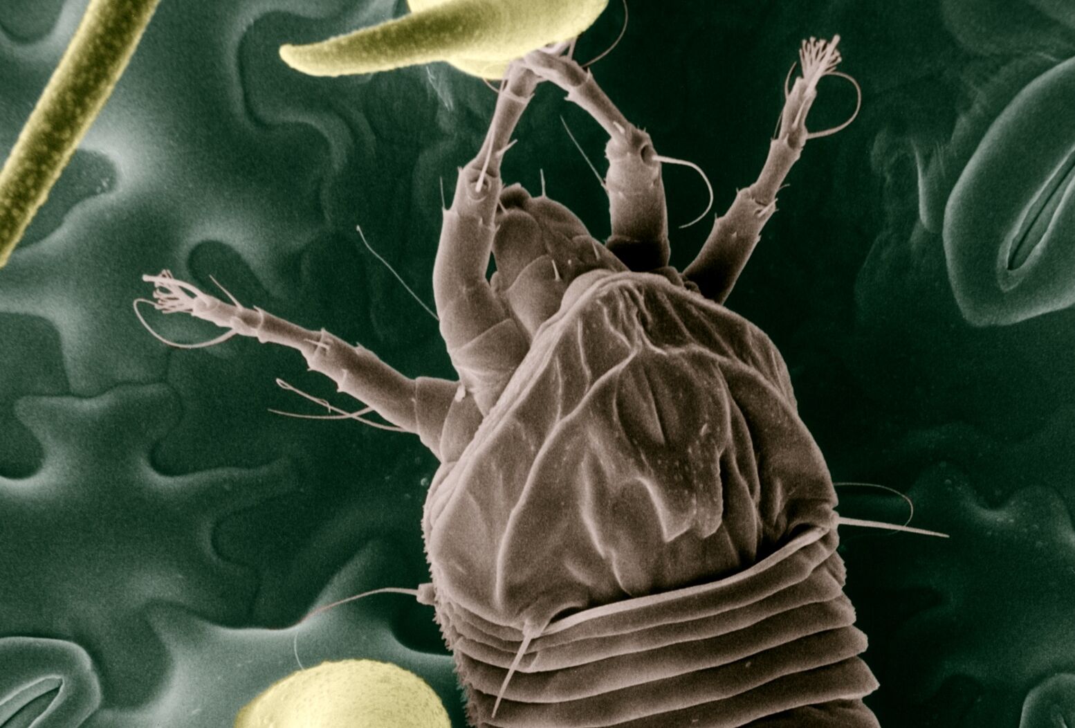 Tomato russet mite - Biocontrol, Damage and Life Cycle