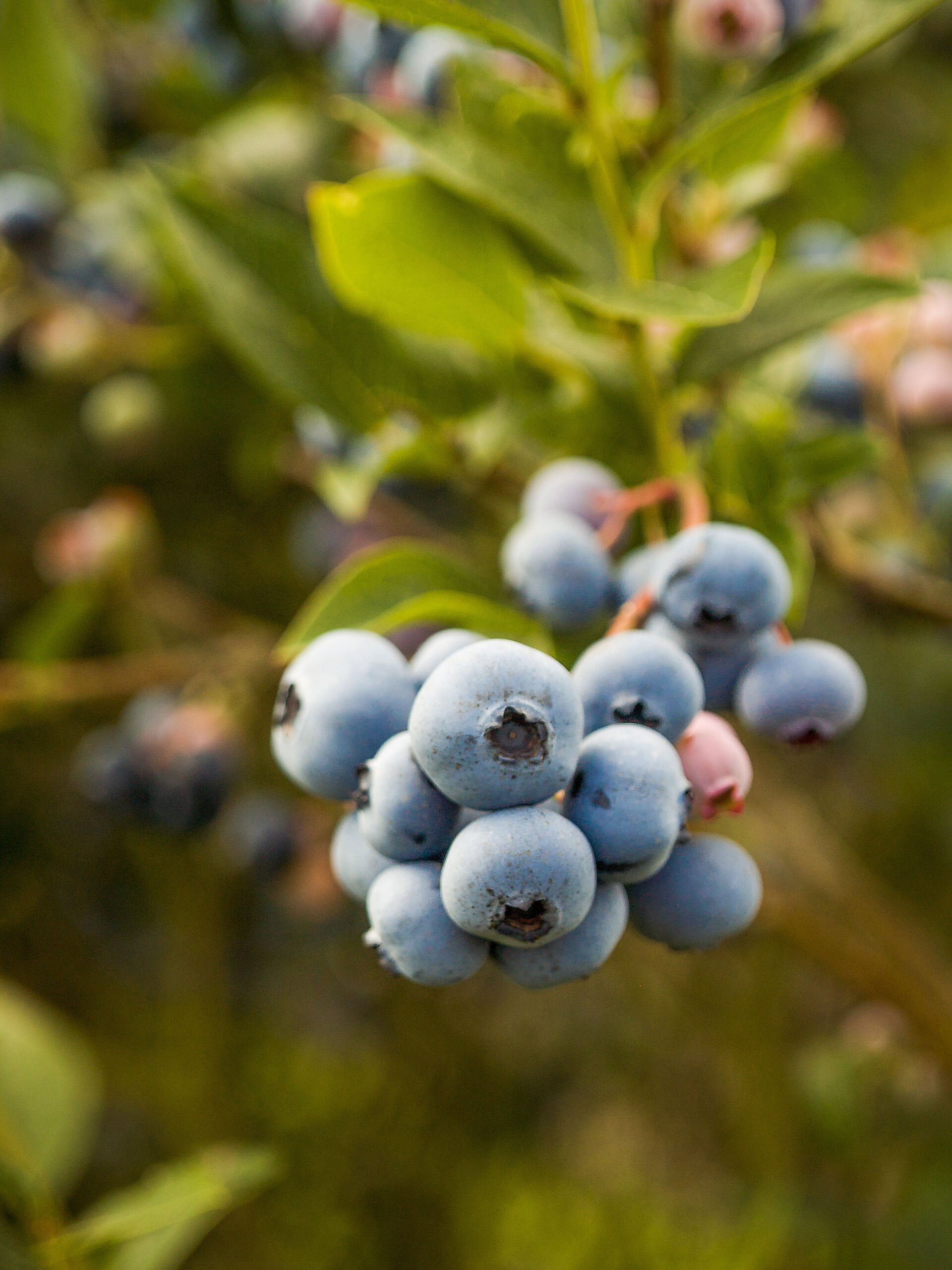 Blueberry - Pests, Diseases, Biological control and Pollination