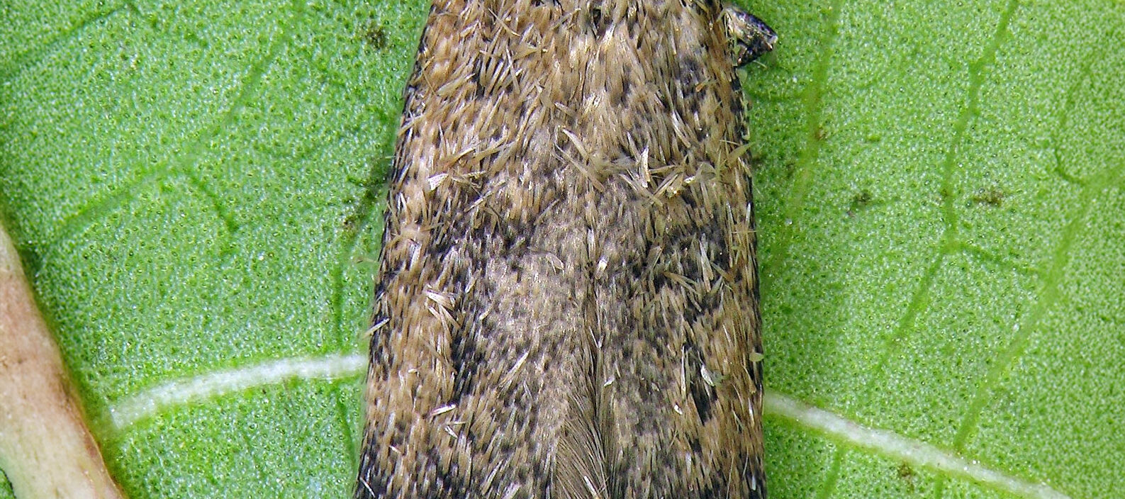 False codling moth - Biocontrol, Damage and Life Cycle