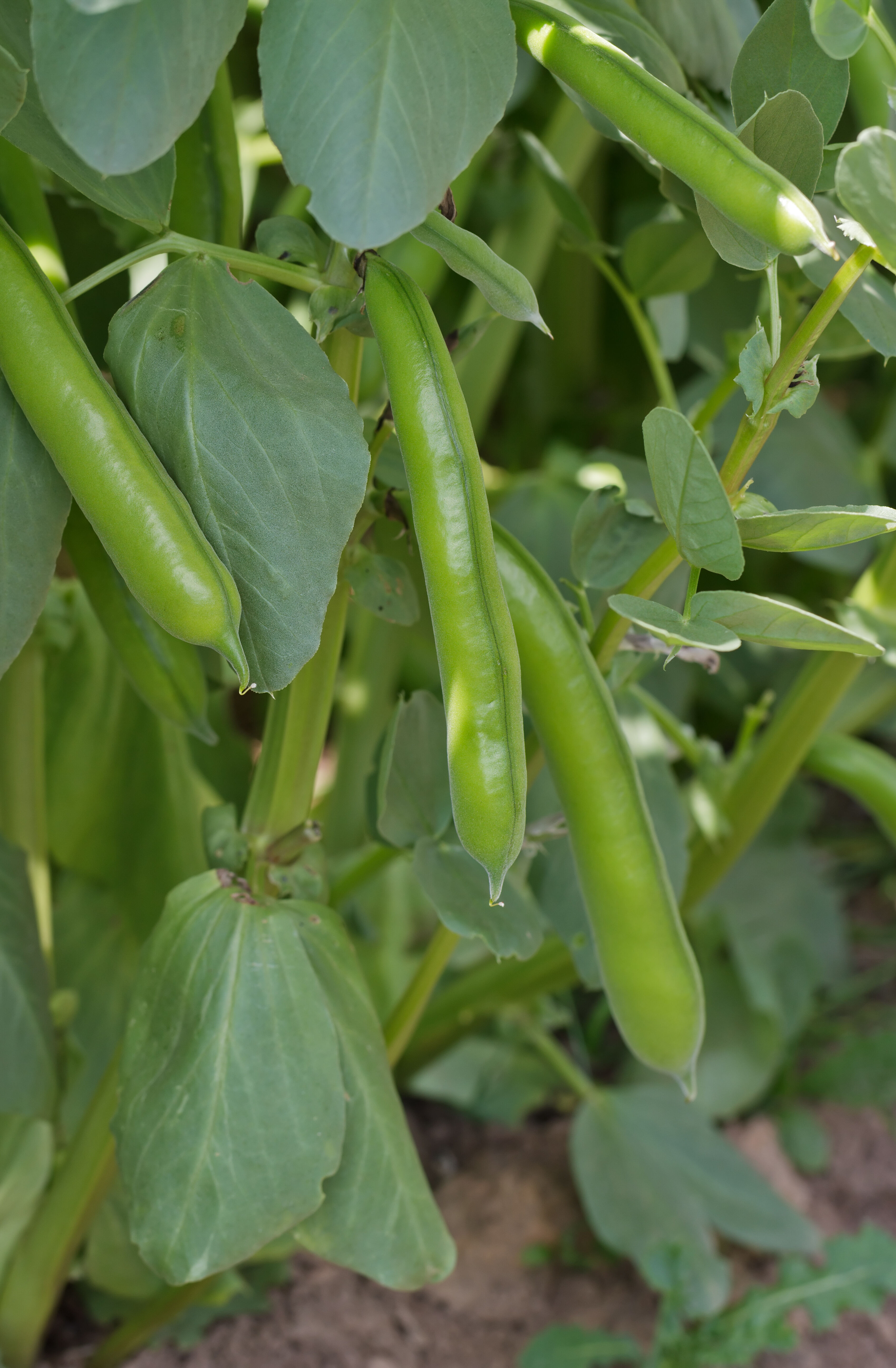 Faba bean | Koppert Kenya