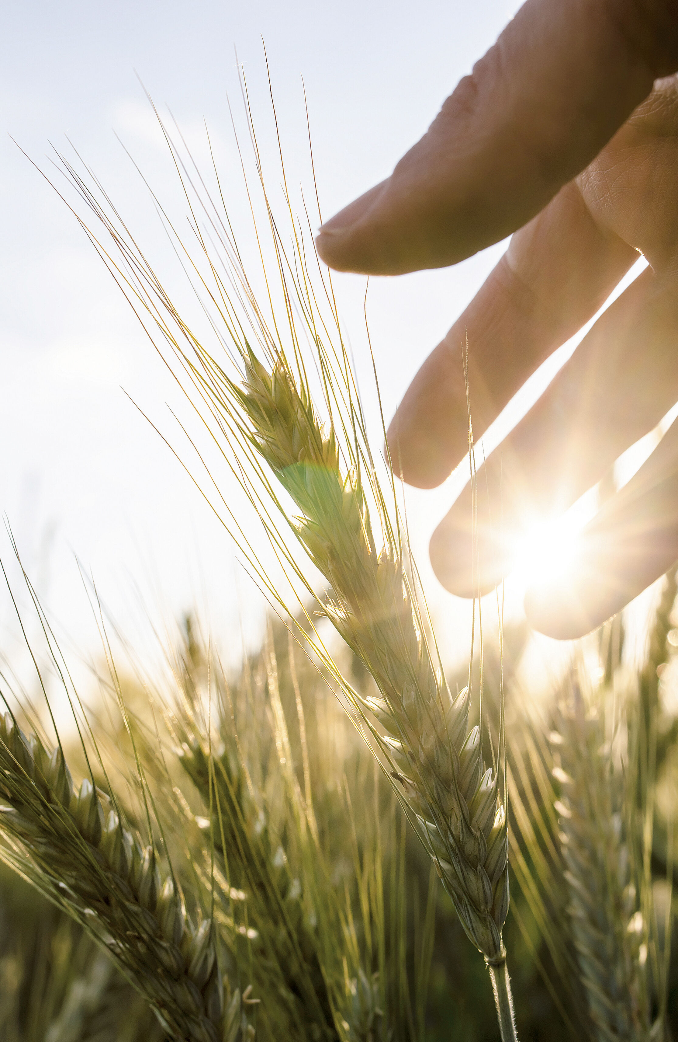 Wheat | Koppert Kenya