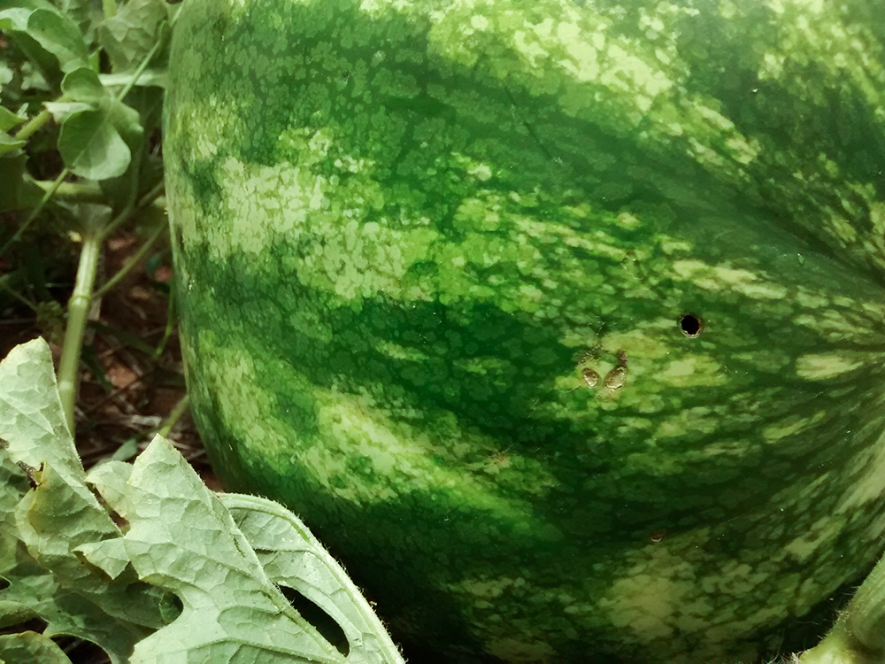 Cotton bollworm - Biocontrol, Damage and Life Cycle
