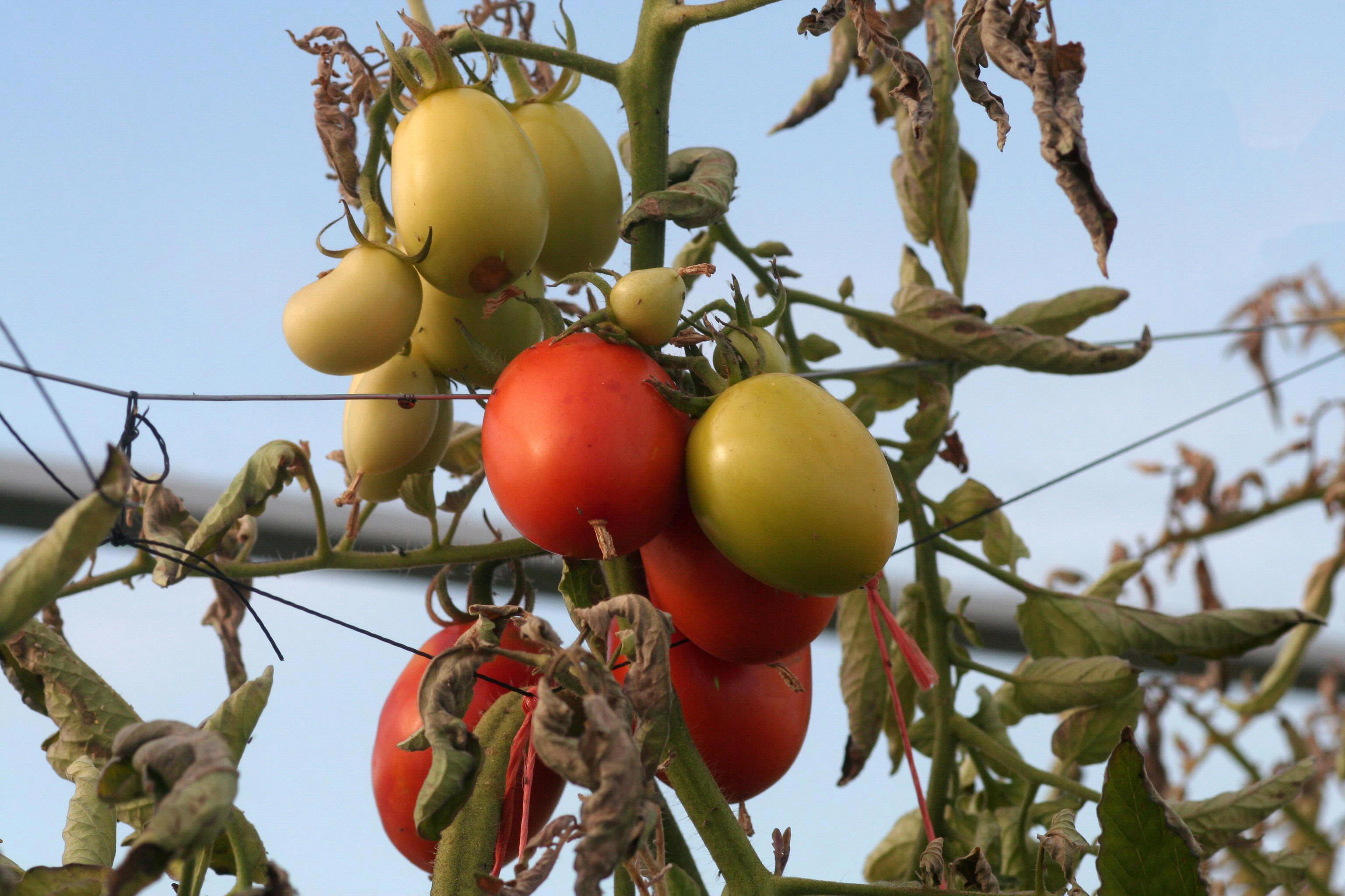 Potato/tomato psyllid - Biocontrol, Damage and Life Cycle
