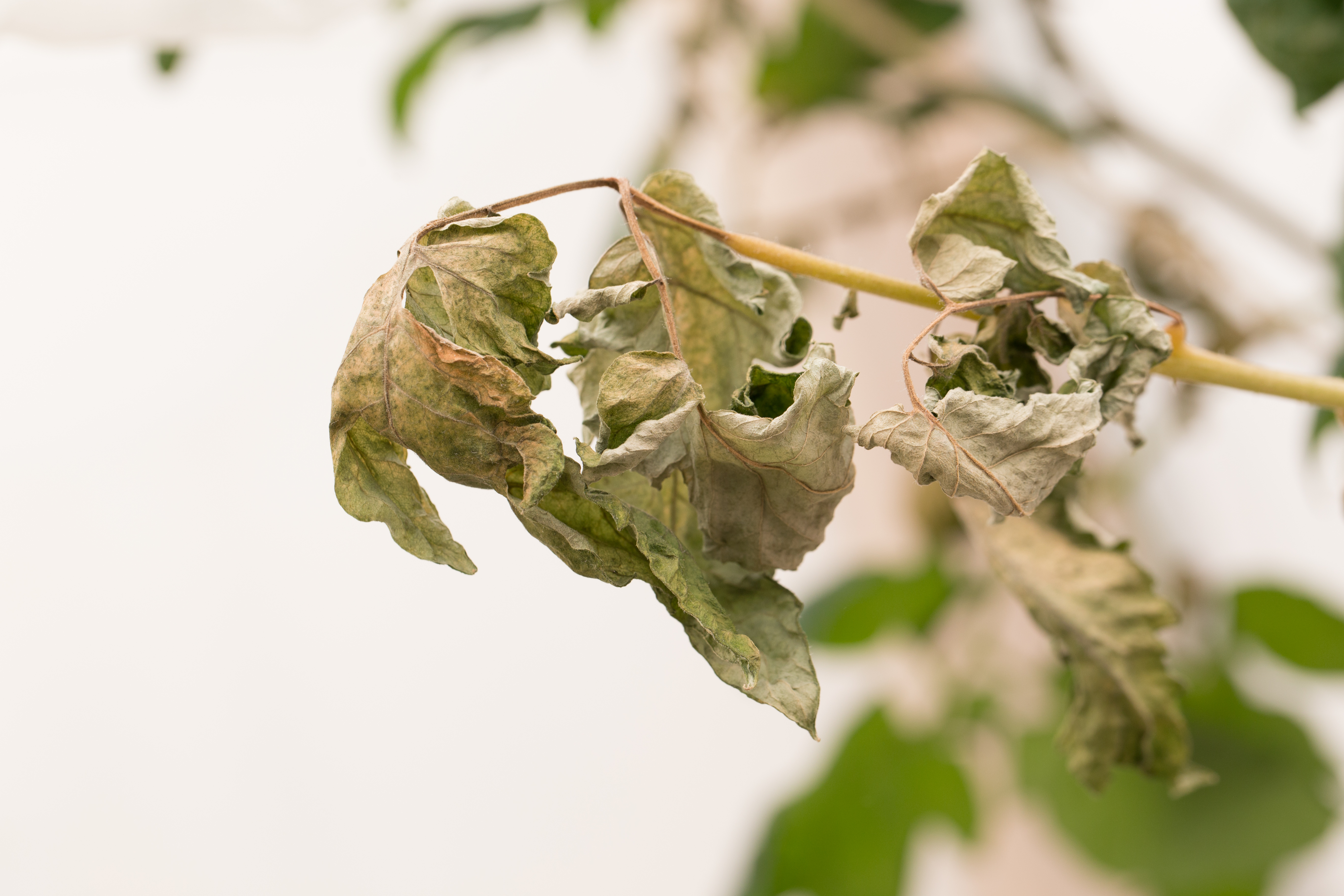 Tomato russet mite - Biocontrol, Damage and Life Cycle