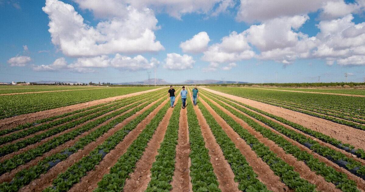 Melon | Koppert Kenya